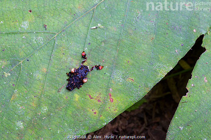 Stock photo of Moth (Phobetron hipparchia) showing bird dropping ...