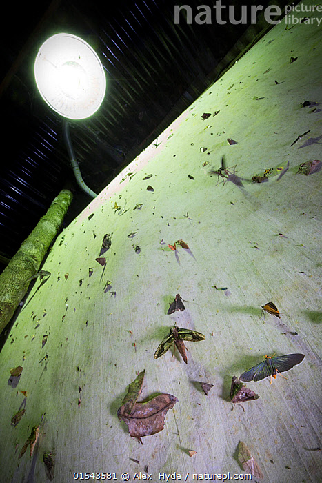 Stock photo of Moths attracted to light trap in the rainforest at night ...
