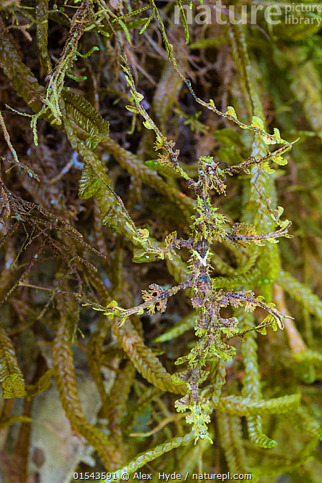 Stock photo of Moss mimic stick insect (Trychopeplus laciniatus ...