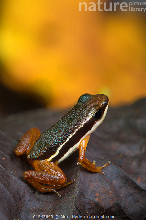 Stock photo of Lowland rocket frog (Silverstoneia flotator) Osa ...
