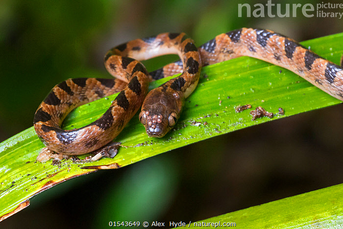 Stock photo of Northern Cat-eyed snake (Leptodeira septentrionalis ...