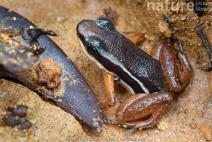 Stock photo of Lowland rocket frog (Silverstoneia flotator) Osa ...