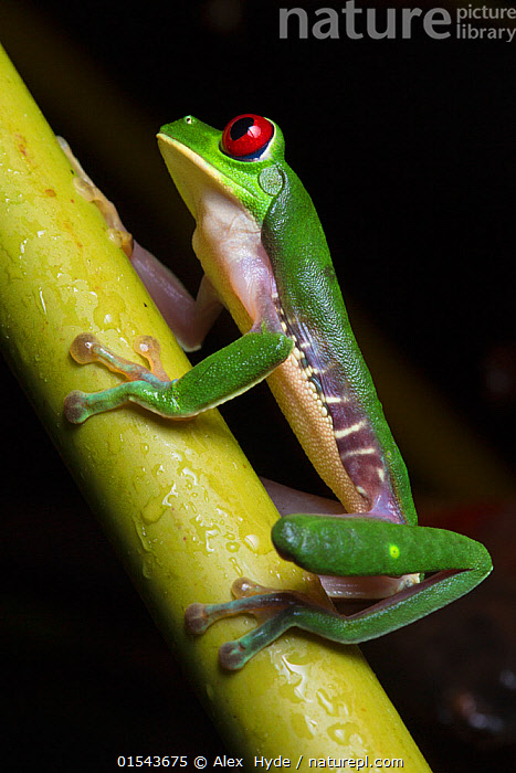 Stock photo of Red-eyed leaf frog (Agalychnis callidryas) Osa Peninsula ...