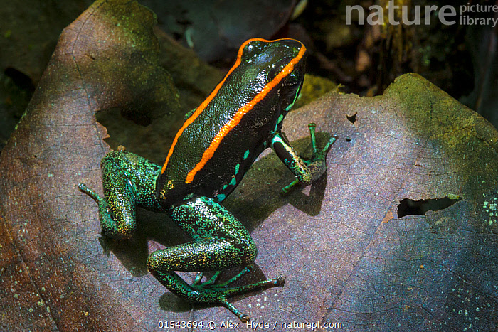 Stock photo of Golfodulcean poison frog (Phyllobates vittatus), Osa ...