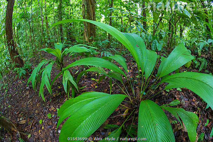 Stock photo of Lowland tropical rainforest understory vegetation ...