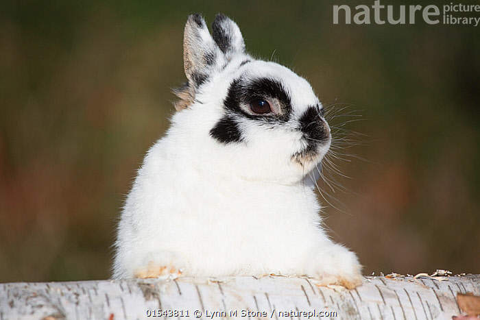 Stock photo of Netherland Dwarf Rabbit on Paper Birch log with oak ...