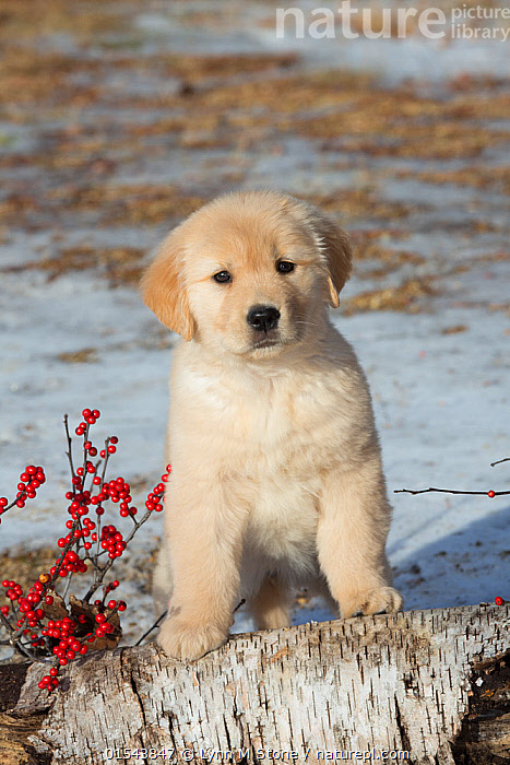 Stock photo of Golden retriever puppy, age 9 weeks in early January ...