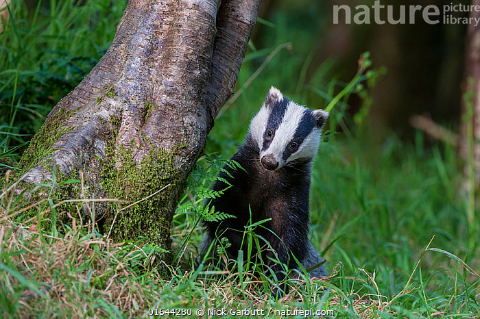 Stock photo of European badger (Meles meles) foraging in deciduous ...