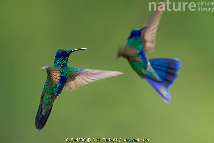 Stock photo of Sparkling violetear (Colibri coruscans) fighting, at ...