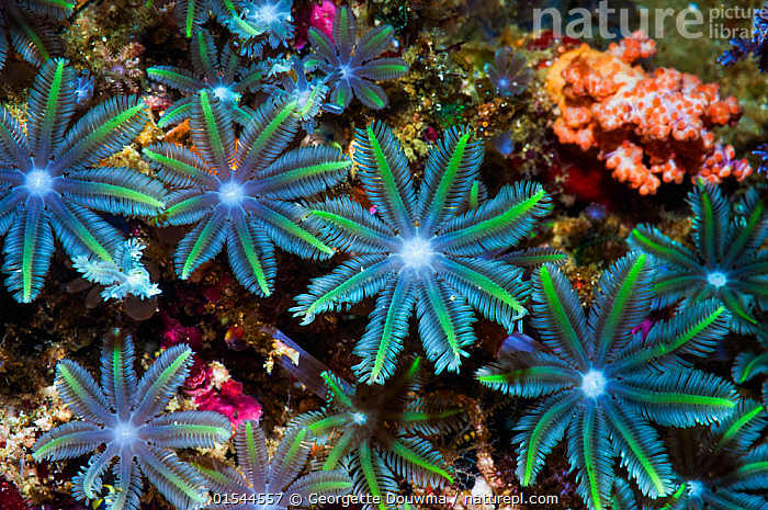 Stock photo of Soft coral polyps (Clavularia sp) West Papua, Indonesia ...