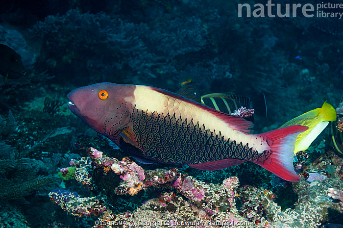 Stock photo of Two-colour / Bicolor parrotfish (Cetoscarus bicolor ...