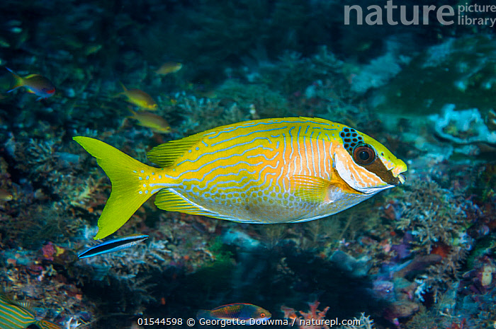 Stock photo of Blue linbed / Masked rabbitfish (Siganus puellus) West ...