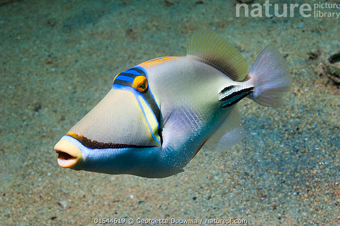 Arabian Sea Fish Photos