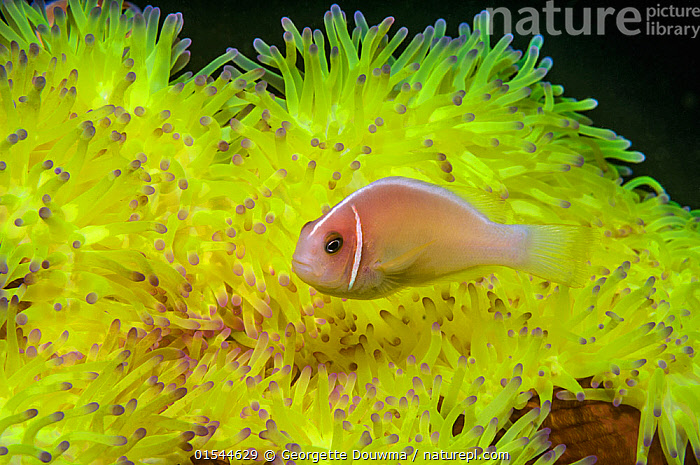 Stock photo of Pink anemonefish (Amphiprion perideraion) with host ...