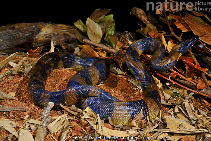 Stock photo of Bismarck ringed python (Botrochilus boa) captive, occurs ...