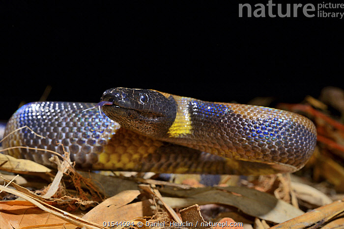 Stock photo of Bismarck ringed python (Botrochilus boa) captive, occurs ...