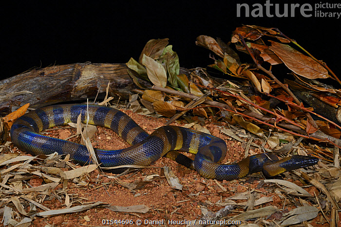 Stock photo of Bismarck ringed python (Botrochilus boa) captive, occurs ...