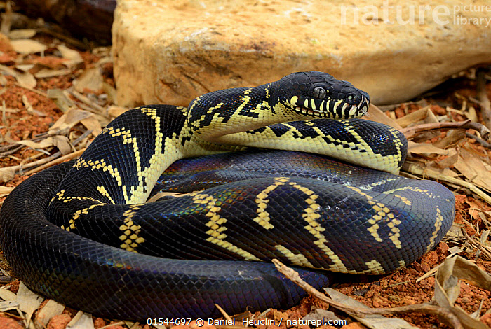 Stock photo of Boelen? python (Simalia boeleni) captive occurs in New ...
