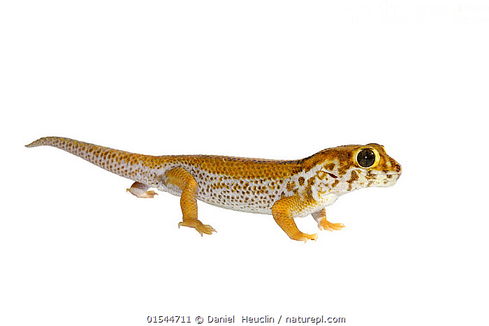 Stock photo of Wonder gecko (Teratoscincus keyserlingi) captive, occurs ...