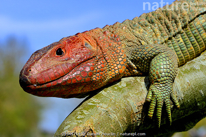 Stock photo of Northern caiman lizard (Draecena guianensis) captive ...