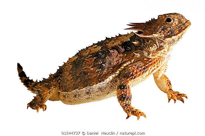 Regal Horned Lizard Sonoran Desert Reptiles Phrynosoma Solare (Regal