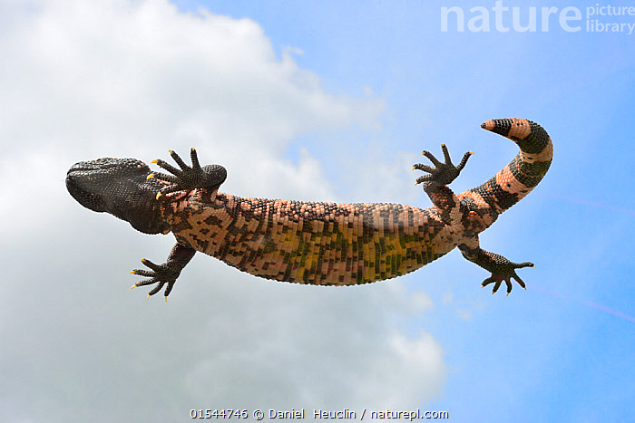 Stock photo of Gila monster (Heloderma suspectum) on glass viewed from ...