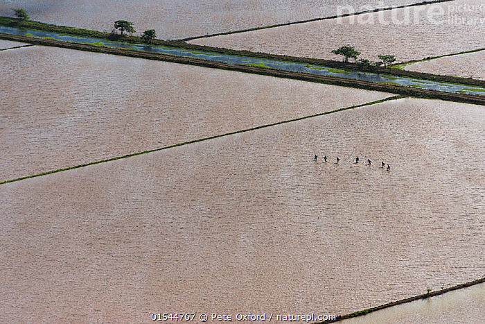 Stock photo of Rice production Coastal area Mahaica Miconi Guyana South ...