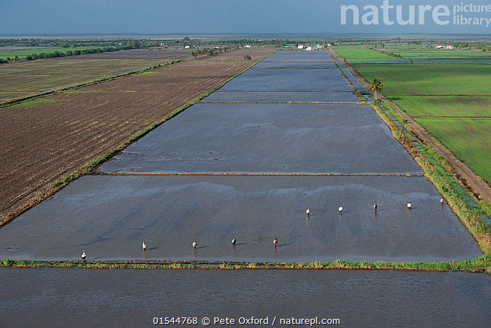 Stock photo of Rice production Coastal area Mahaica Miconi Guyana South ...