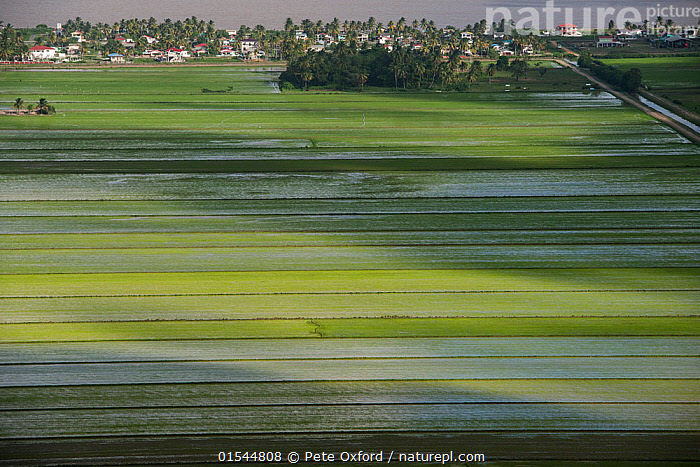 Stock photo of Aerial view of rice crop production in coastal area of ...