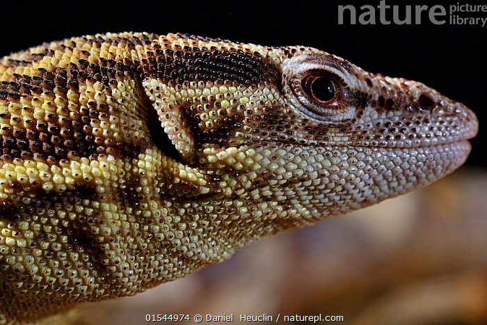 Stock photo of Spiny-tailed monitor (Varanus acanthurus) captive ...