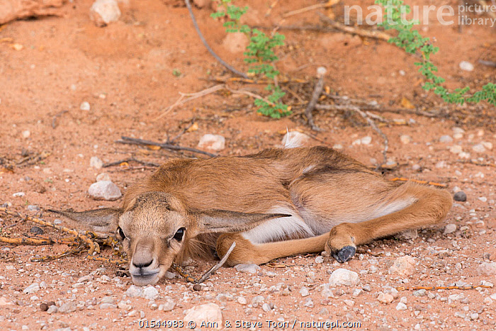 Stock photo of Springbok (Antidorcas marsupialis) baby resting on ...