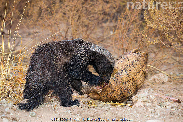 Badger Eating Honey