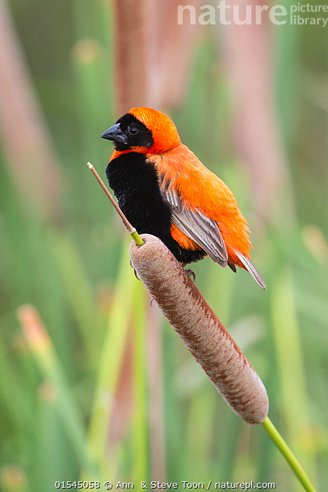 Stock photo of Southern red bishop (Euplectes orix) perching on ...