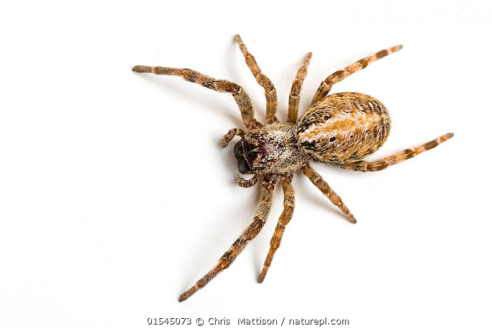 Stock photo of Indian social spider (Stegodyphus sarasinorum) female ...