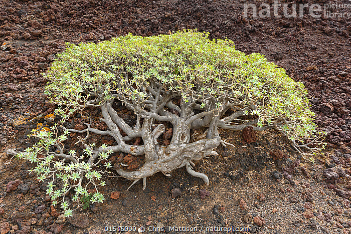 Stock photo of Sweet / Balsam spurge (Euphorbia balsamifera) growing on ...