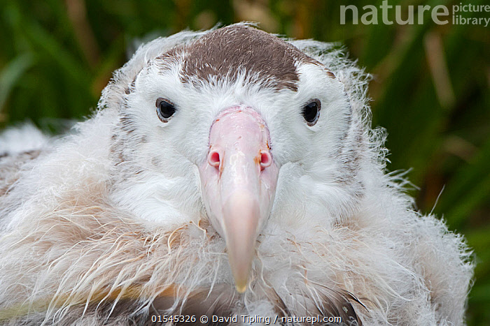 Stock photo of RF- Wandering albatross (Diomedea exulans) head portrait ...