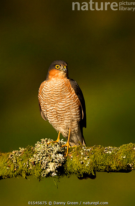 Stock photo of Sparrowhawk (Accipiter nisus) male on a perch, Scotland ...