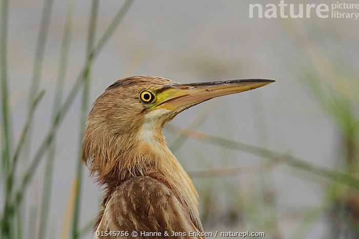 Stock photo of Yellow bittern (Ixobrychus sinensis) head portrait ...