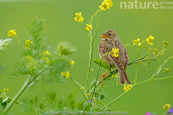 Stock photo of Corn bunting (Miliaria calandra) perched in brassica ...