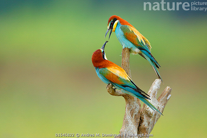 stock-photo-of-bee-eater-merops-apiaster-offering-mate-beetle-sierra