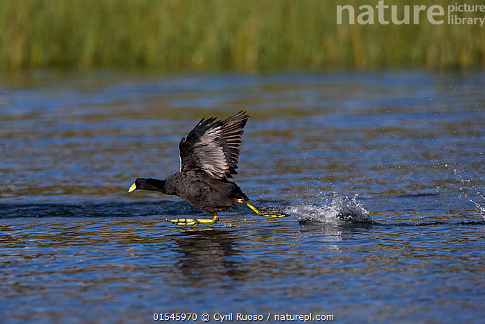 Stock photo of Andean coot (Fulica ardesiaca) taking off from surface ...