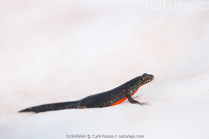 Stock photo of Alpine newt (Ichthyosaura alpestris) walking to pond in ...
