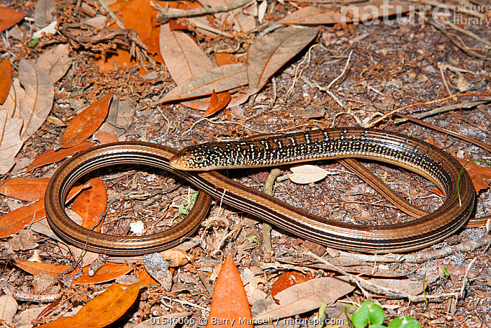 Mimic Glass Lizard
