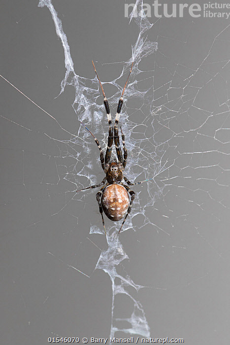 Stock photo of Feather legged spider(Uloborus glomosus) Florida, USA ...