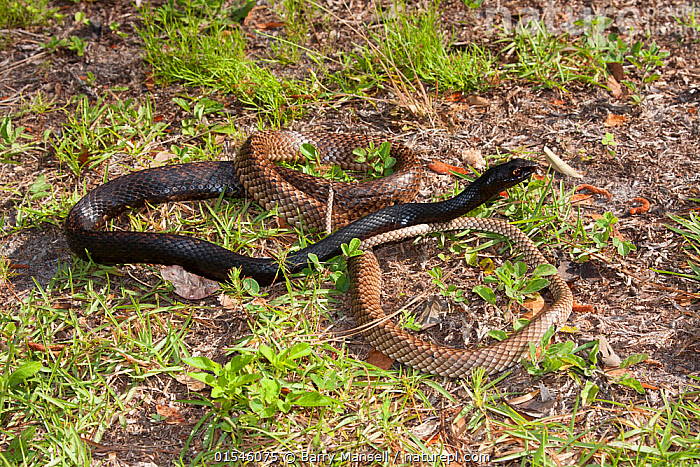 Stock photo of Eastern coachwhip snake (Masticophis flagellum flagellum ...