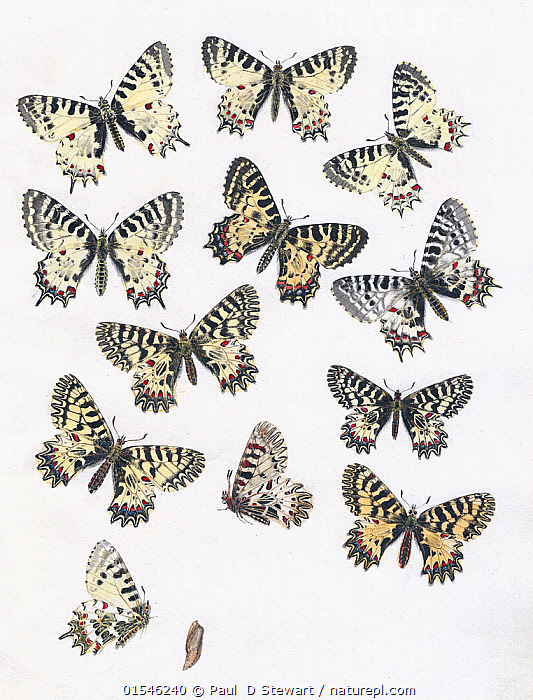 Stock photo of Illustrations of Southern, Eastern and Spanish Festoon ...