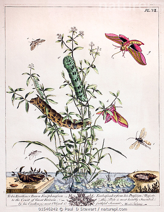 Stock photo of Historical illustration of Large elephant hawk moth ...