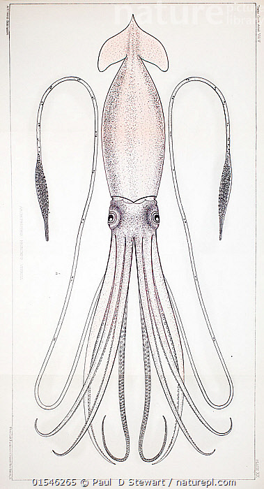 Stock photo of Giant squid (Architeuthis ) illustration in 'The ...