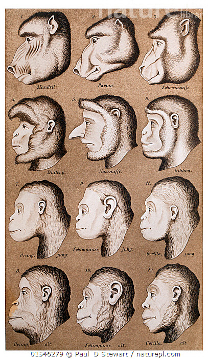 Stock photo of Historical illustration of primates from Naturliche ...