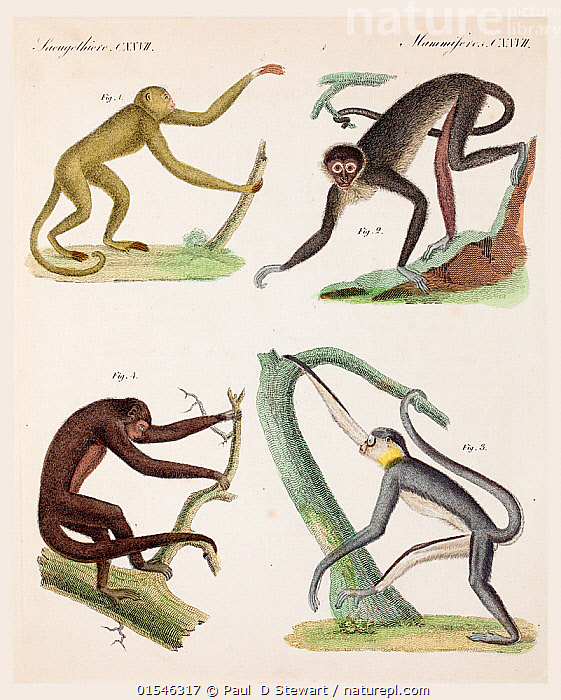 Stock photo of Illustration of four New World monkeys (Atelidae ...